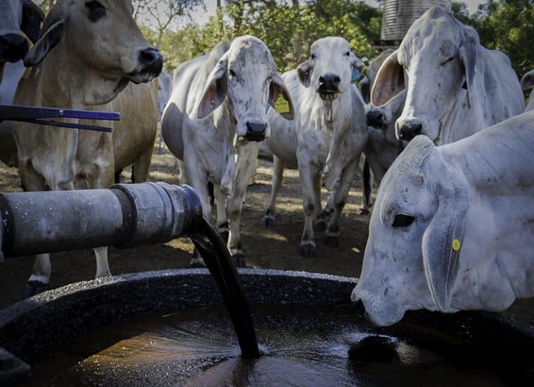 Benefits of Molasses to Animal Feed - Tablelands Farm to Fork